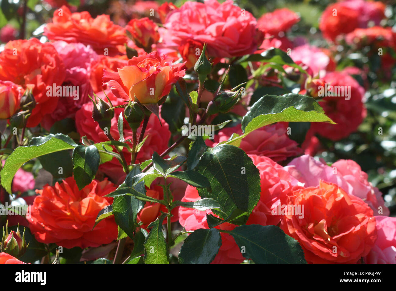 Red Rose Bush Stock Photo - Alamy