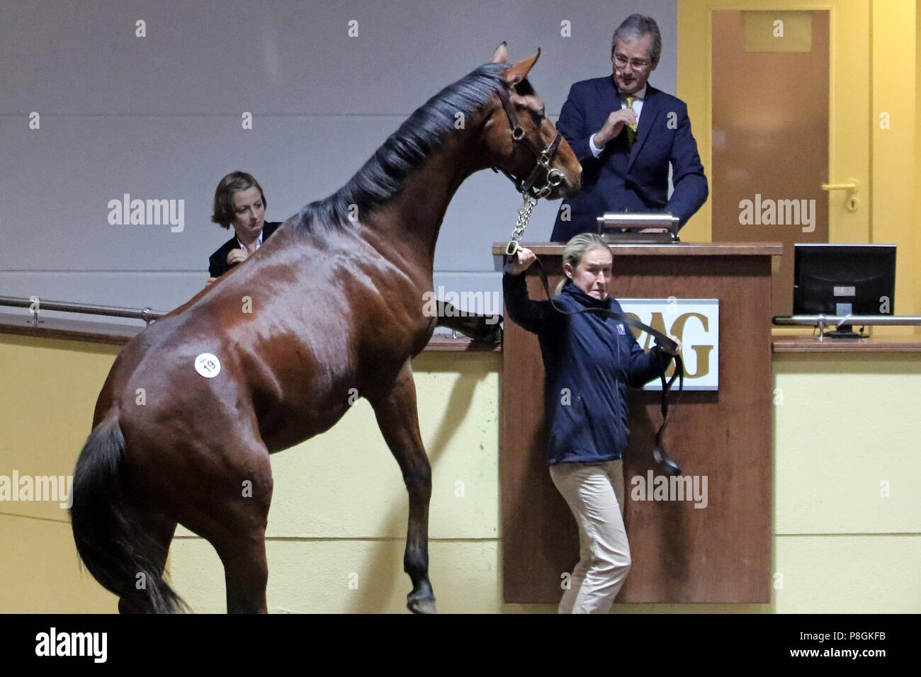Lot 19, Stallion of Sea the Moon from the Questabella rises in the ...