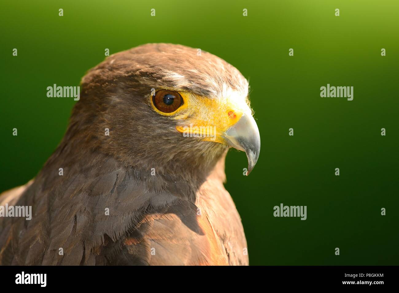 Head on portrait of harris hawk hi-res stock photography and images - Alamy