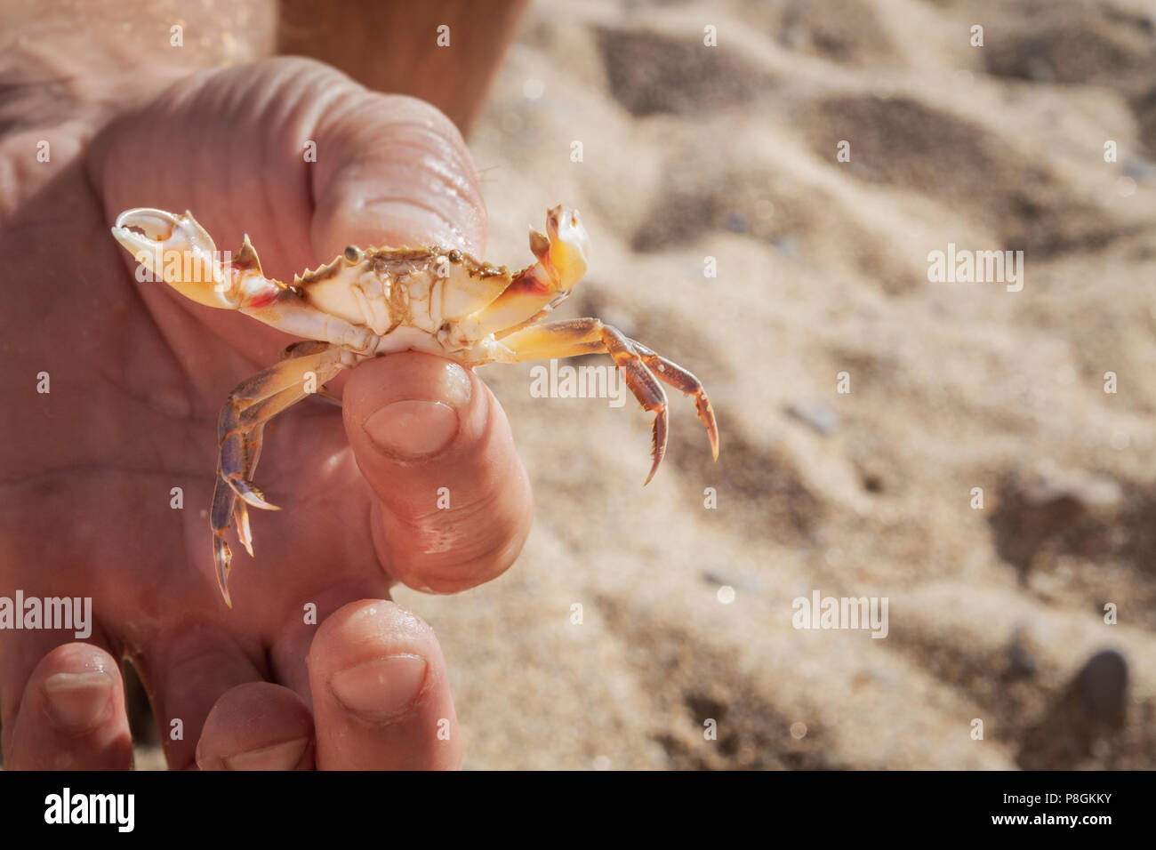 Live crab in a man's hand on a sandy beach background Stock Photo - Alamy