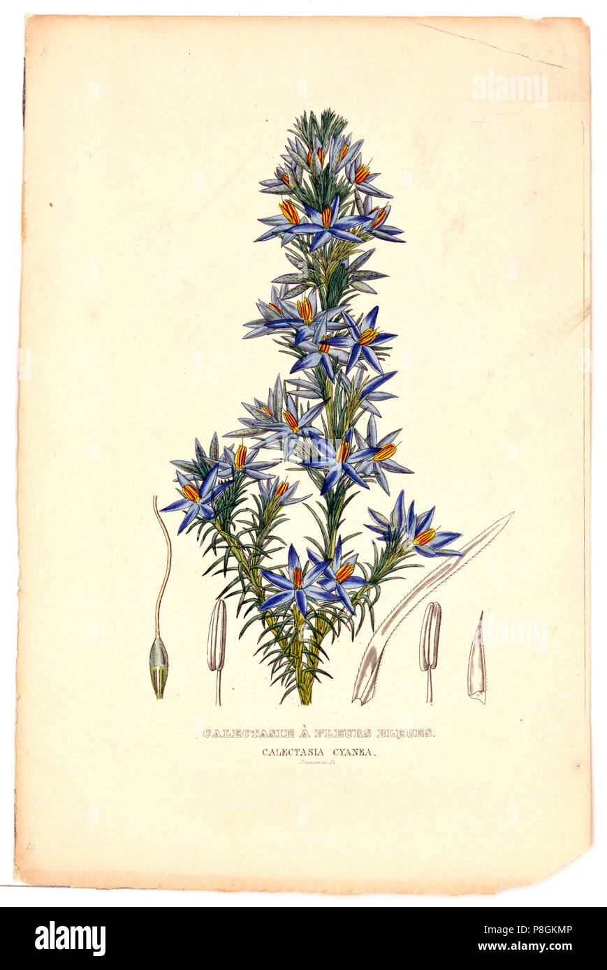 Calectasie hi-res stock photography and images - Alamy