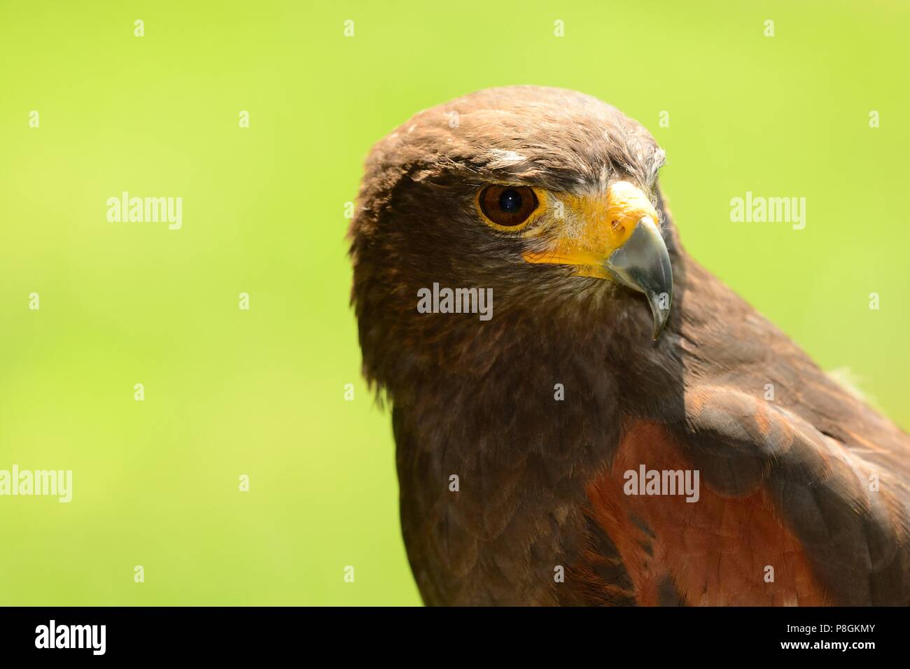 Close up portrait of a Harris hawk Stock Photo - Alamy