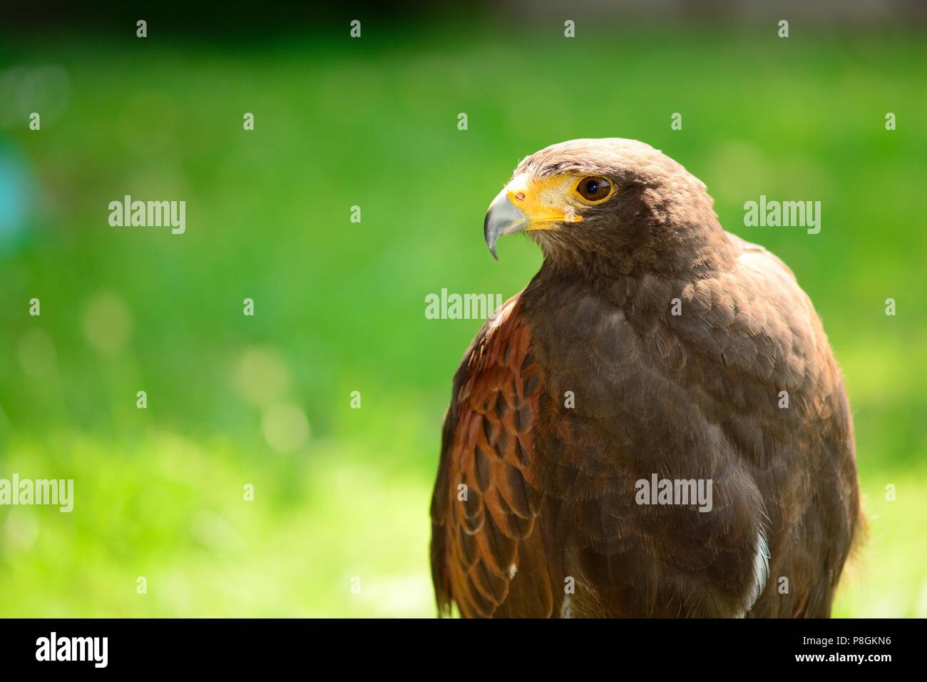 Harris Hawk Perching High Resolution Stock Photography and Images - Alamy