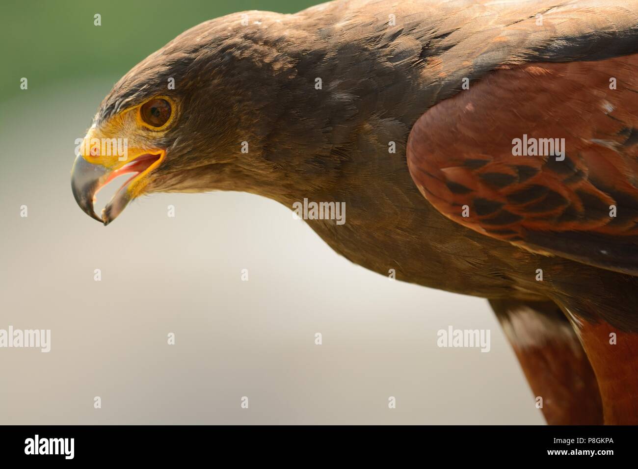 Close up portrait of a Harris hawk Stock Photo - Alamy