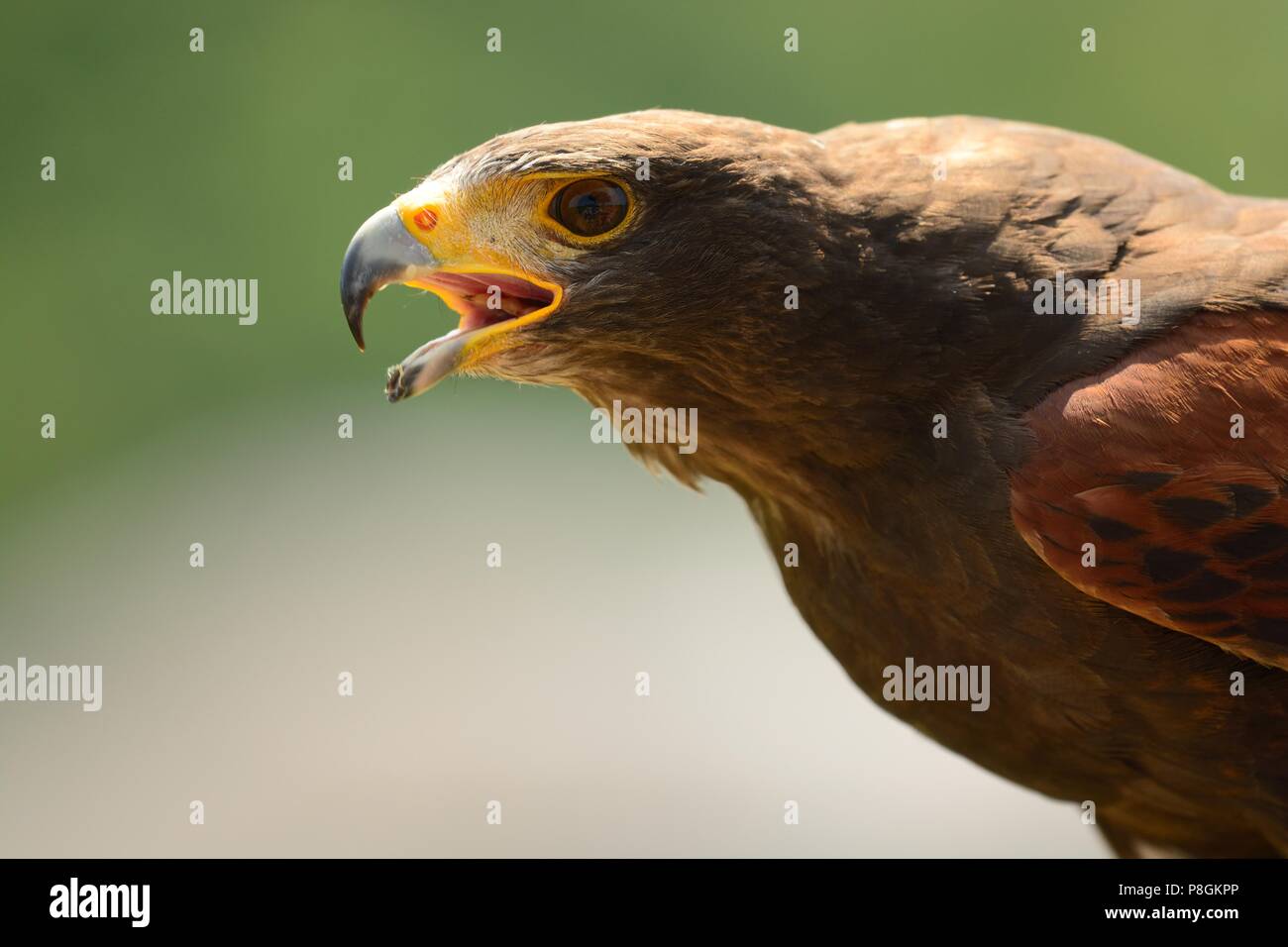 Hawk portrait open mouth hi-res stock photography and images - Alamy