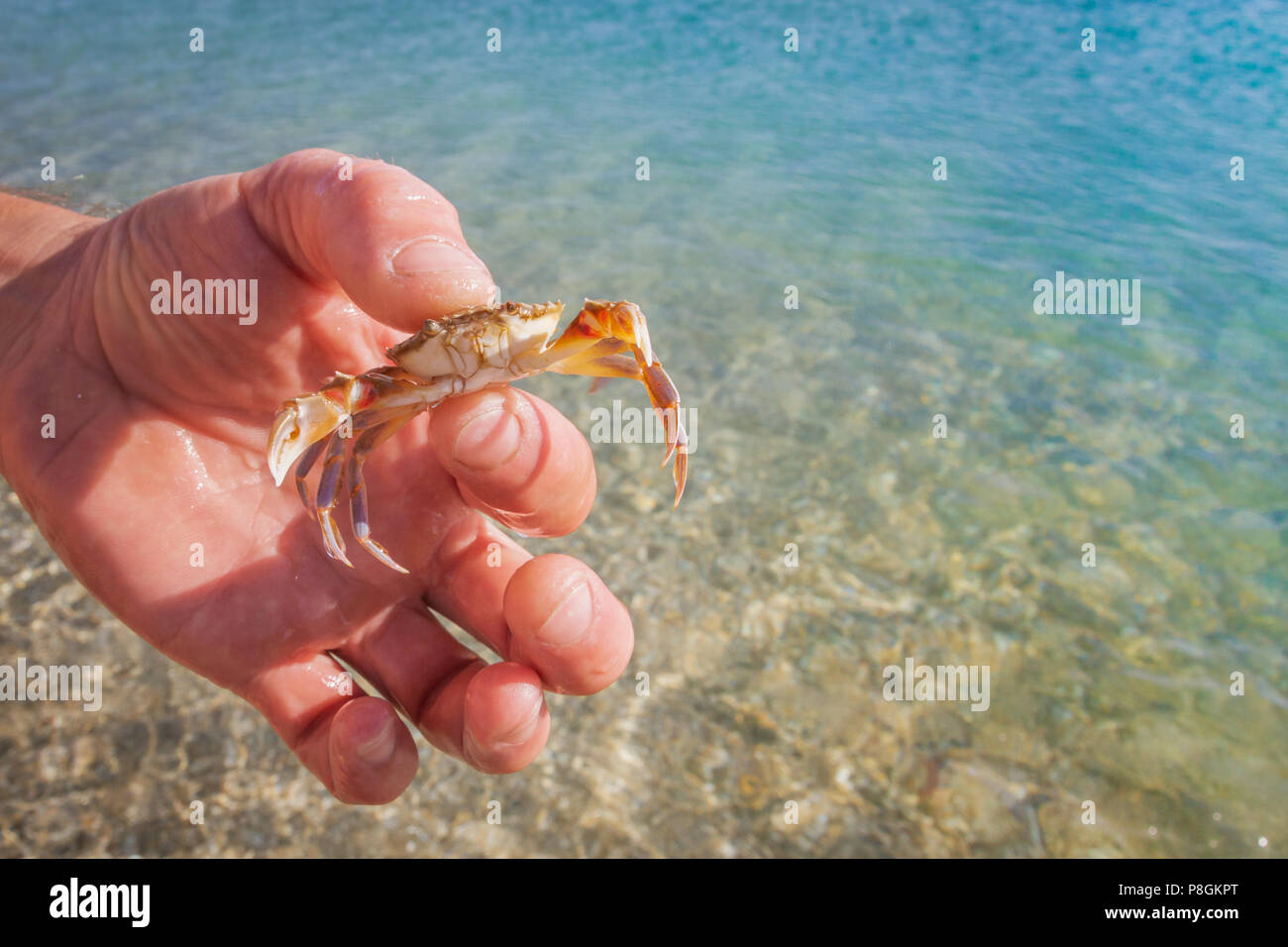 Live crab in the hand of a man on the background of the sea Stock Photo ...