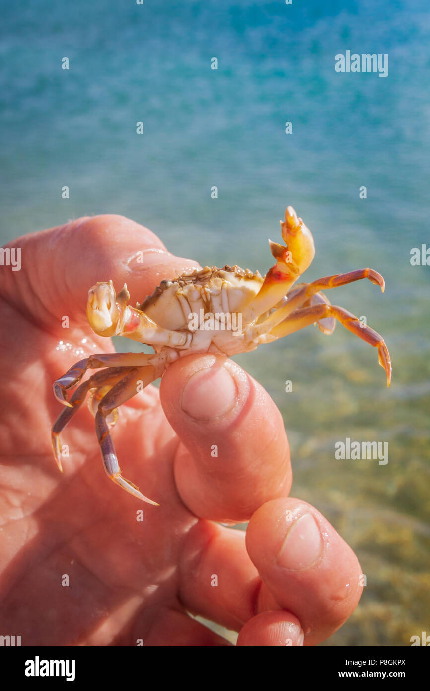 Live crab in the hand of a man on the background of the sea Stock Photo ...