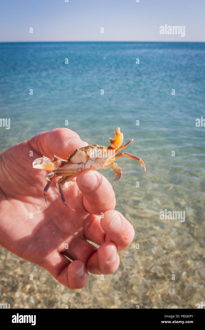 Live crab in the hand of a man on the background of the sea Stock Photo ...