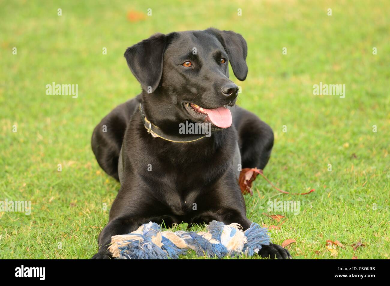 Portrait of a cute black Labrador sitting on the grass with a rope toy ...