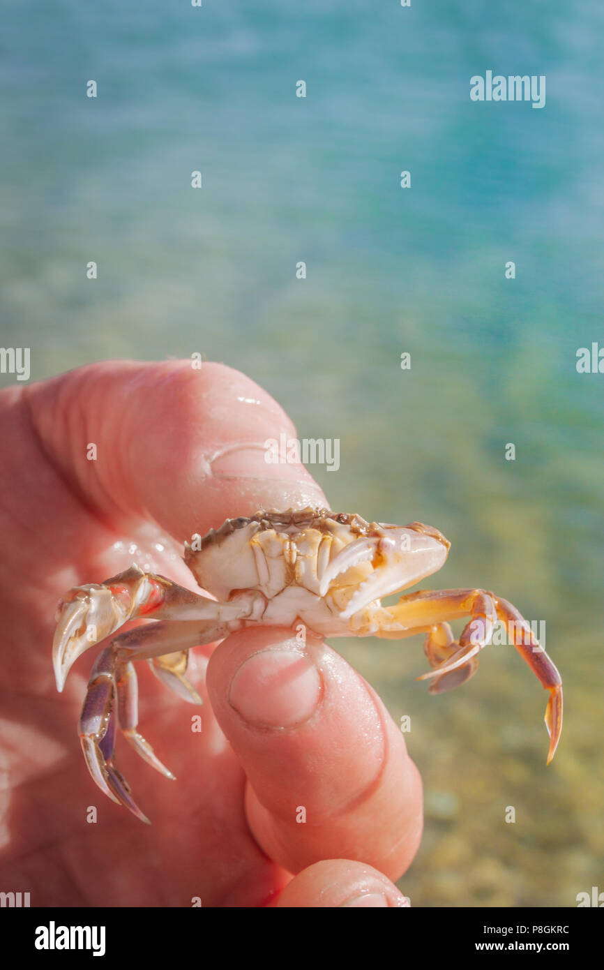 Live crab in the hand of a man on the background of the sea Stock Photo ...