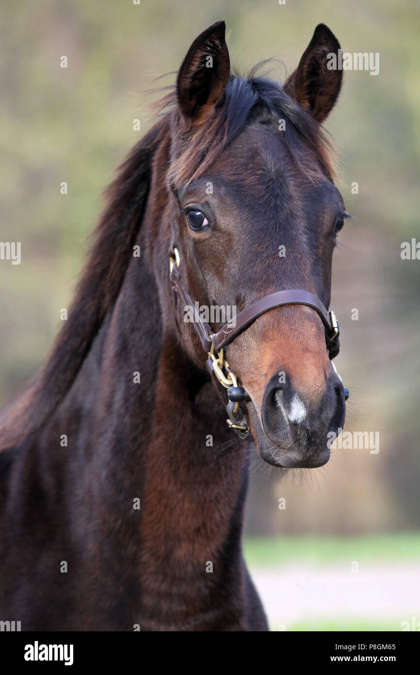 English Thoroughbred High Resolution Stock Photography and Images - Alamy
