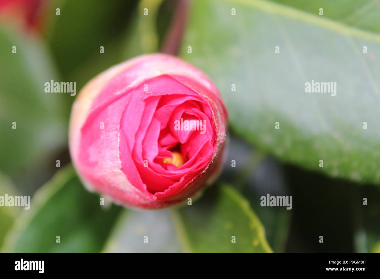 Emerging petals hi-res stock photography and images - Alamy