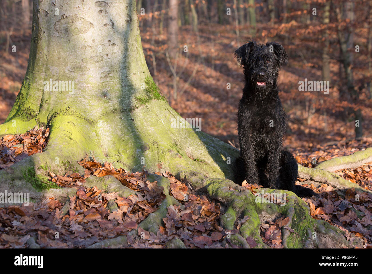 Working in the woods hi-res stock photography and images - Alamy
