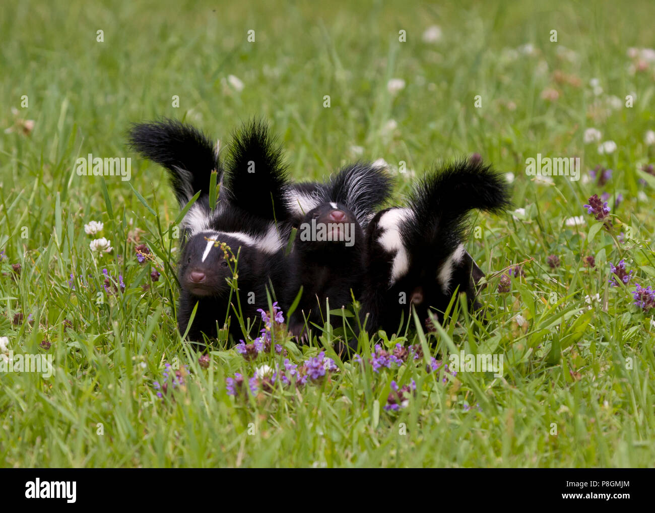Striped skunk spray hi-res stock photography and images - Alamy