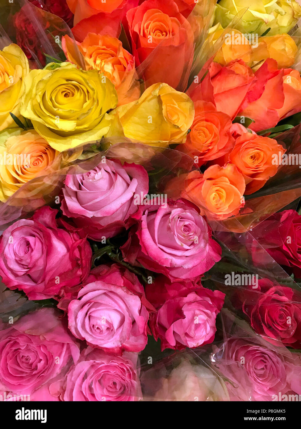 Berlin, Germany, roses packed in cellophane Stock Photo - Alamy
