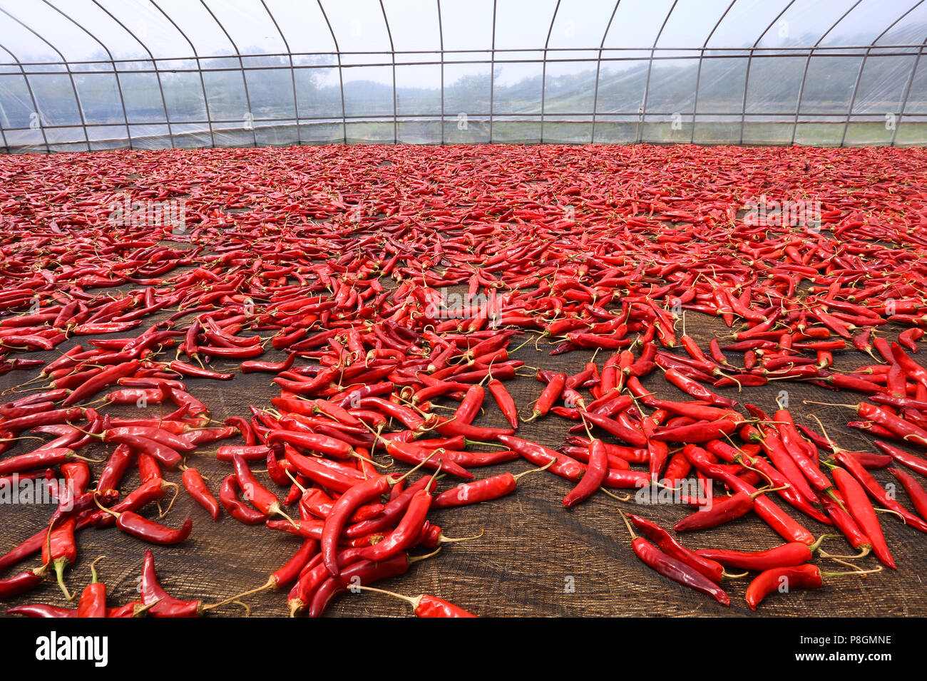 Red chillies drying in the sun Stock Photo - Alamy