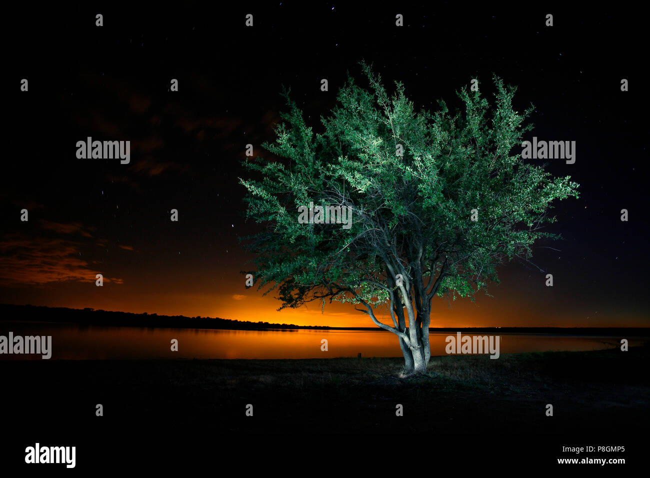 Landscape of tree at night with golden sunset and starry night Stock ...