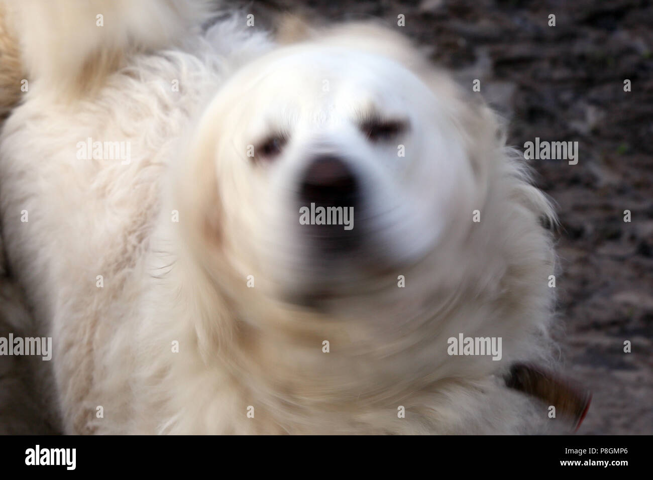 Chien des pyrenees hi-res stock photography and images - Alamy