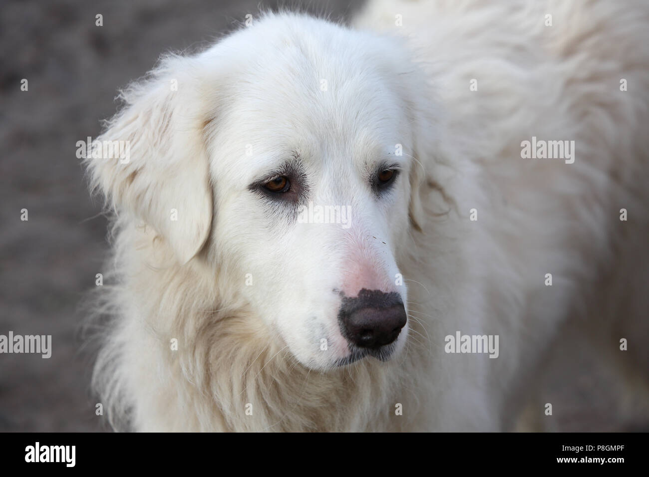 Chien des pyrenees hi-res stock photography and images - Alamy
