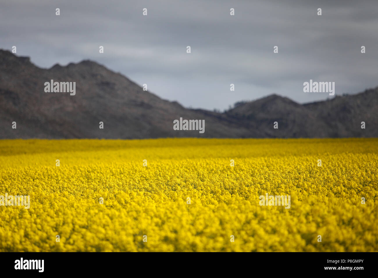 Yellow canola fields hi-res stock photography and images - Alamy