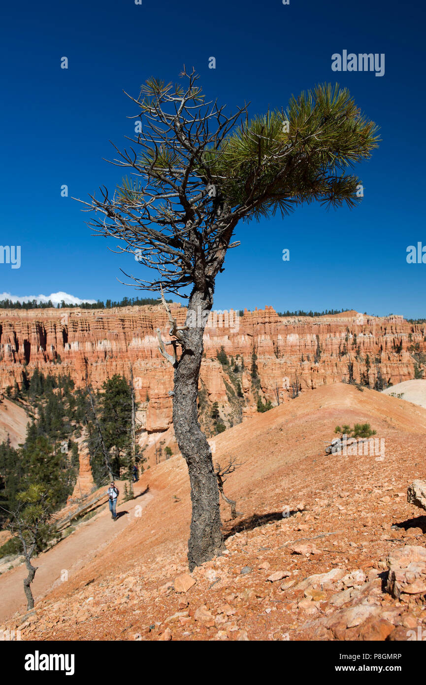 Trailside hi-res stock photography and images - Alamy