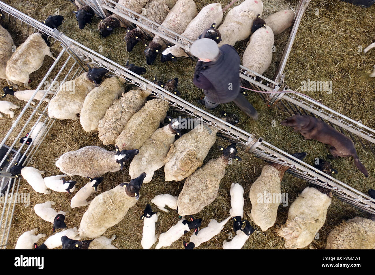 Man feeding sheep hi-res stock photography and images - Alamy