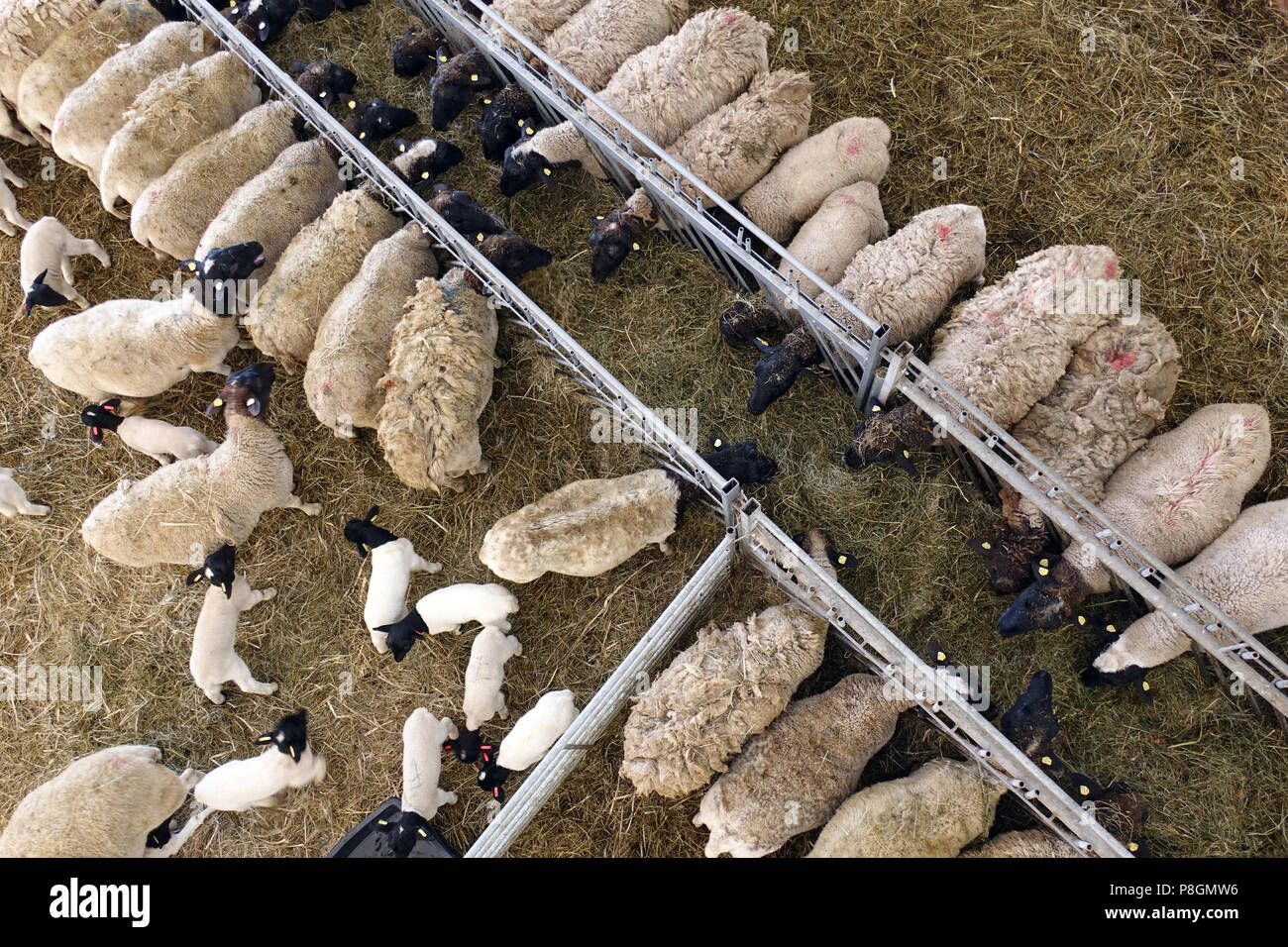 Dorper sheep lambs in hi-res stock photography and images - Alamy