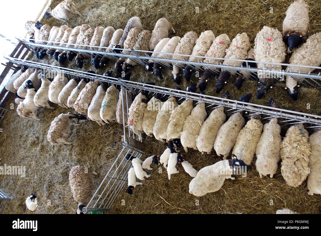 Dorper sheep lambs in hi-res stock photography and images - Alamy