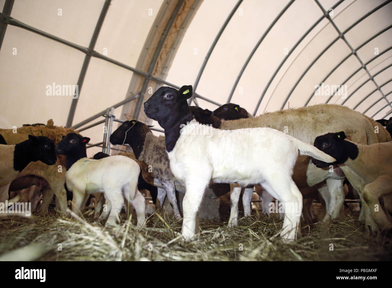 Dorper sheep hi-res stock photography and images - Alamy
