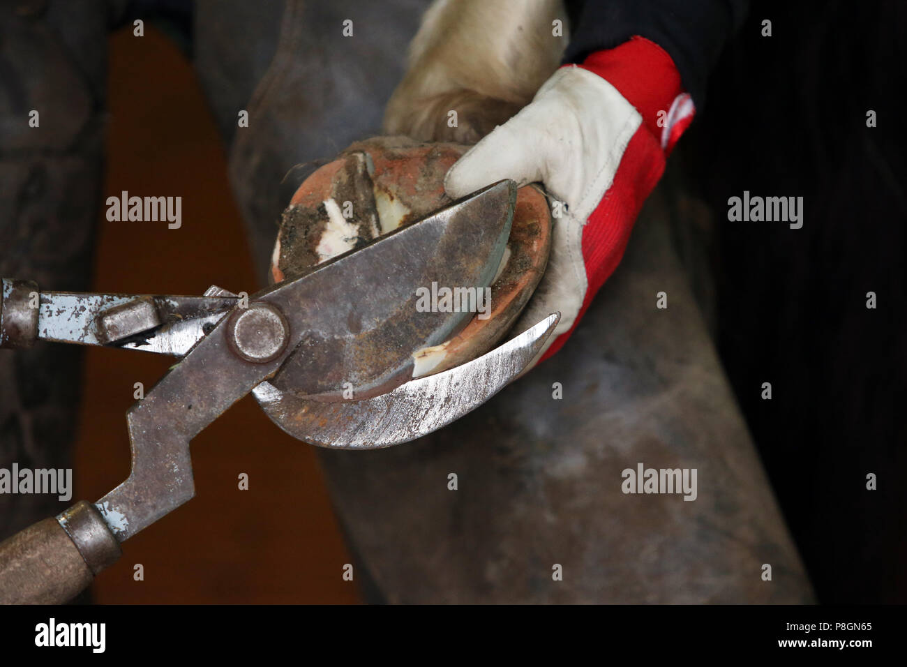 Hoof care hi-res stock photography and images - Alamy