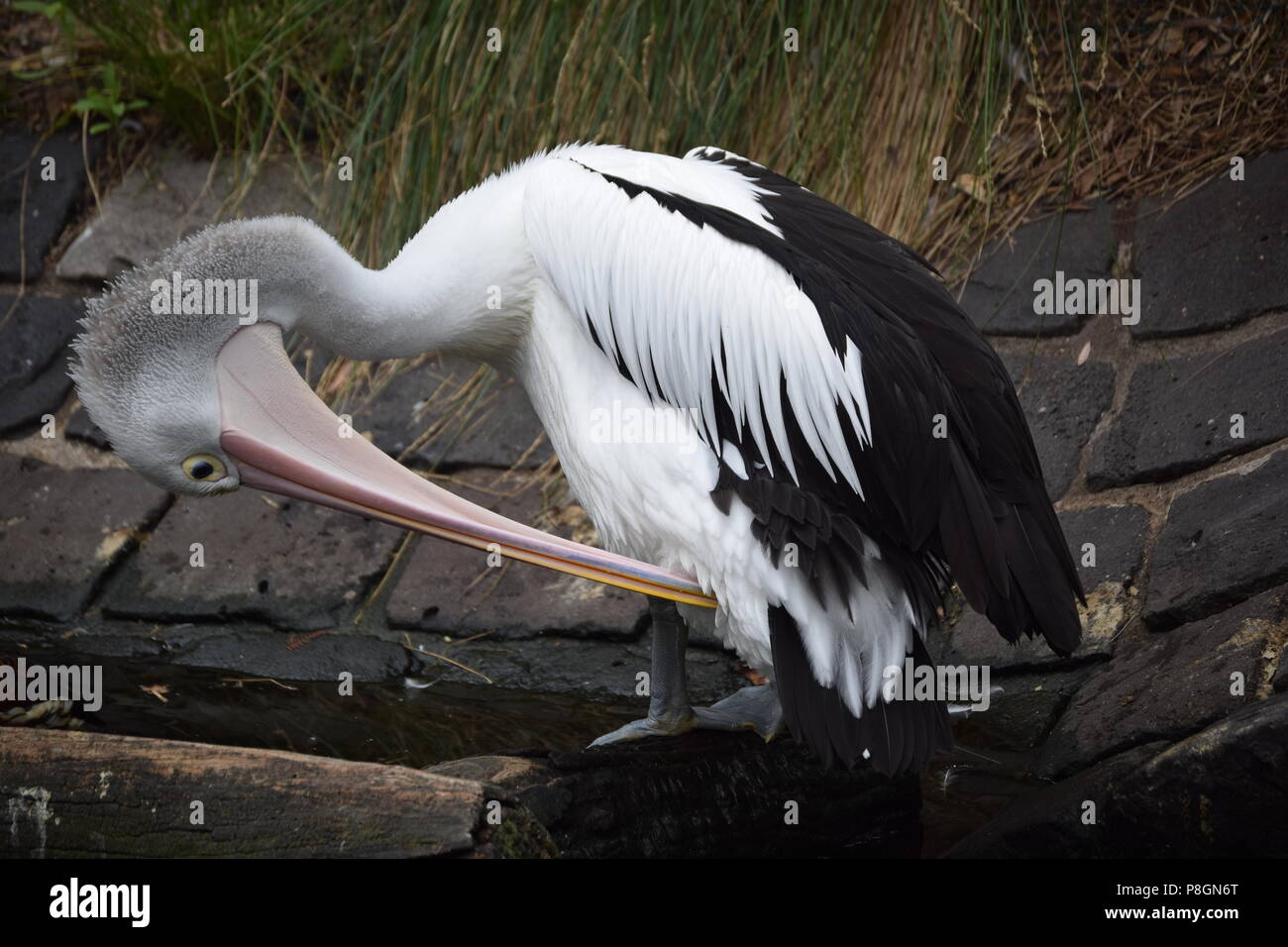 Wild animals in Zoo Stock Photo - Alamy