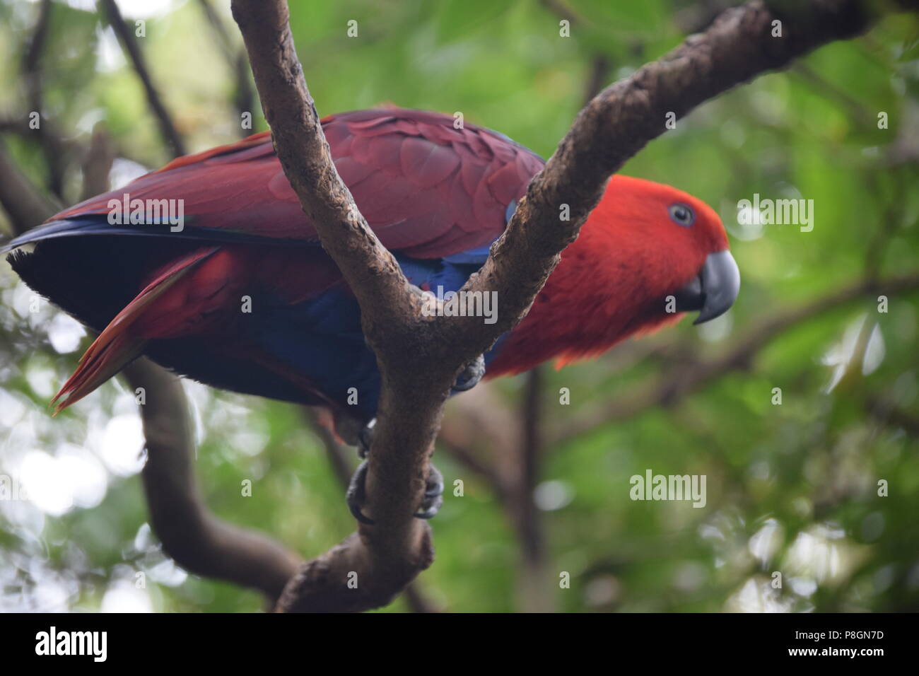Wild animals in Zoo Stock Photo - Alamy