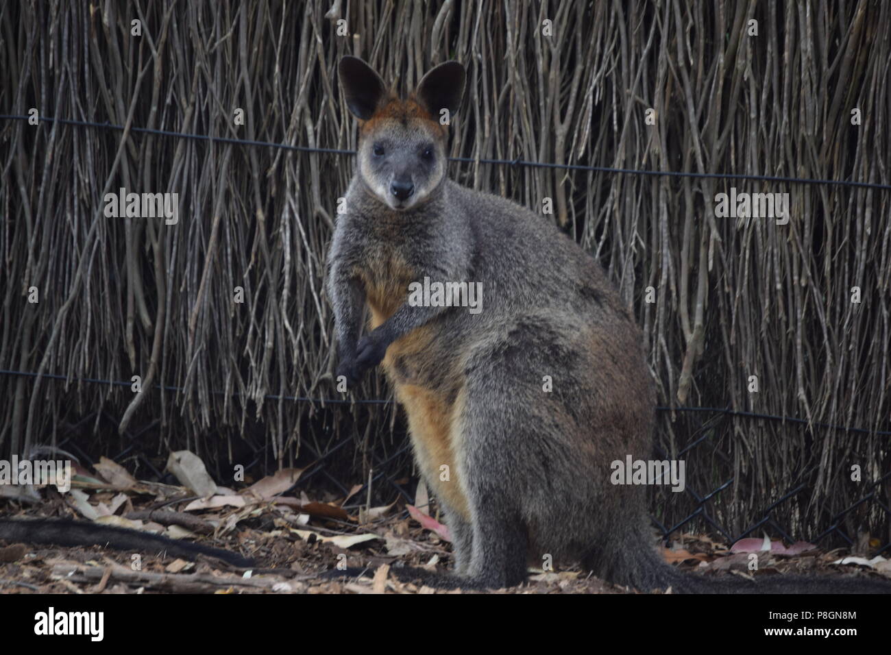 Wild animals in Zoo Stock Photo - Alamy