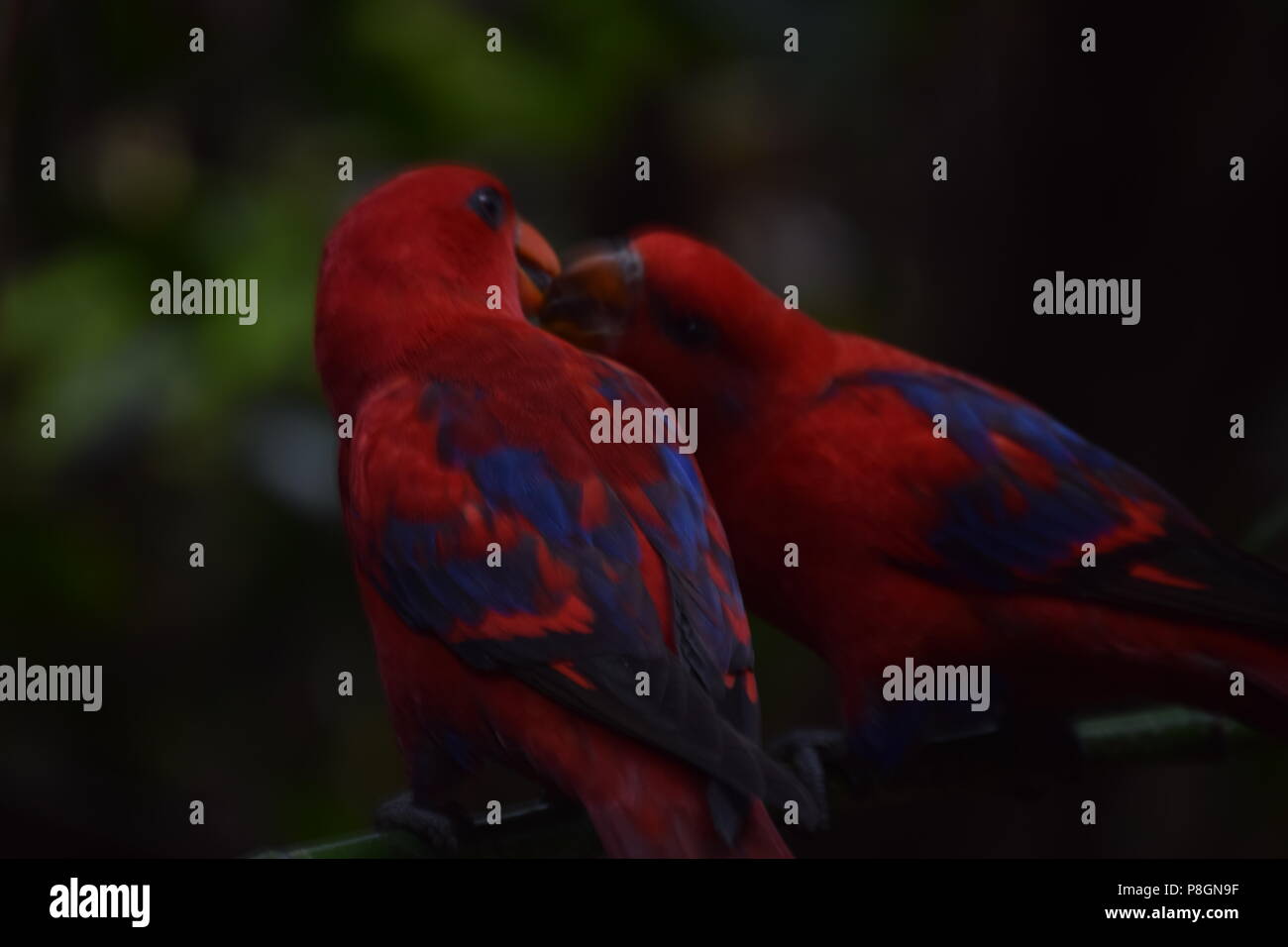 Animals kissing zoo hi-res stock photography and images - Alamy