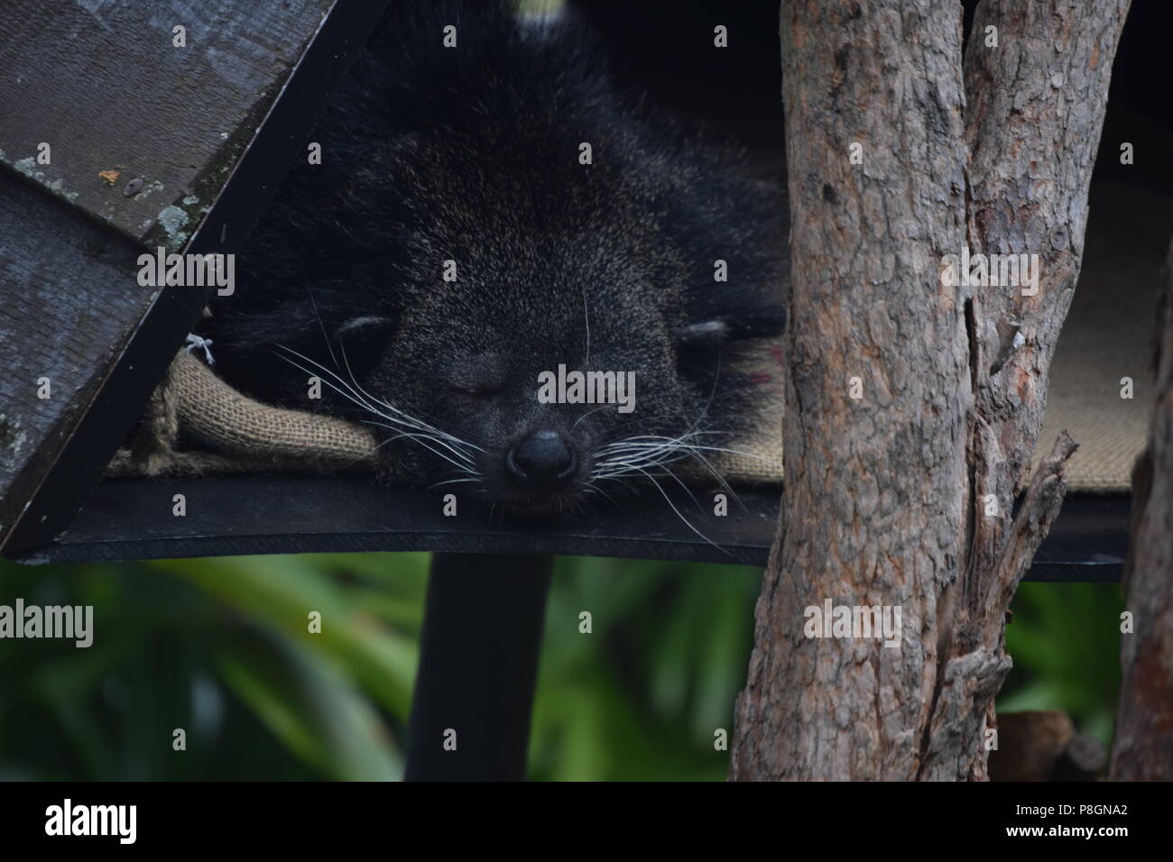Wild animals in Zoo Stock Photo - Alamy