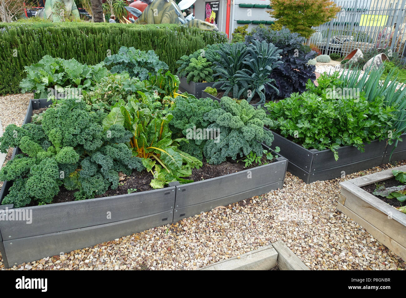 Vegetable patch with mixed vegetables growing ready to harvest Stock ...