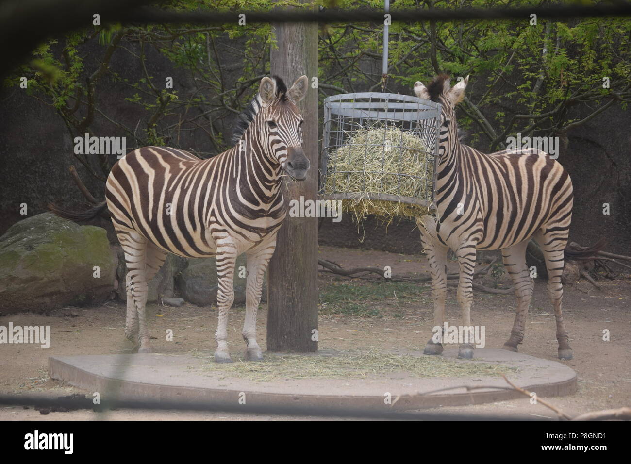 Wild animals in Zoo Stock Photo - Alamy