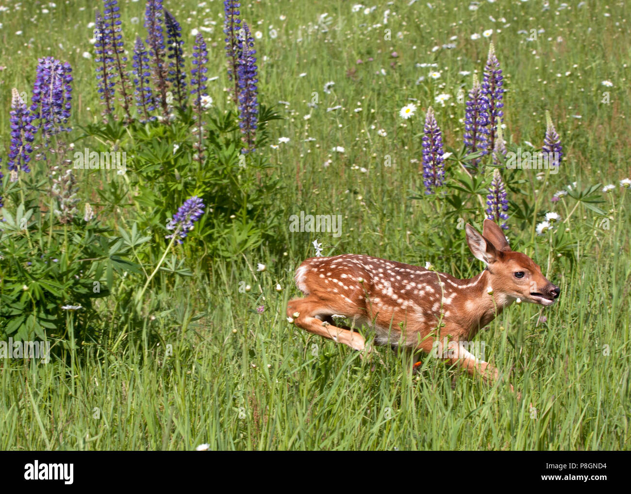 Newborn white tailed deer hi-res stock photography and images - Alamy