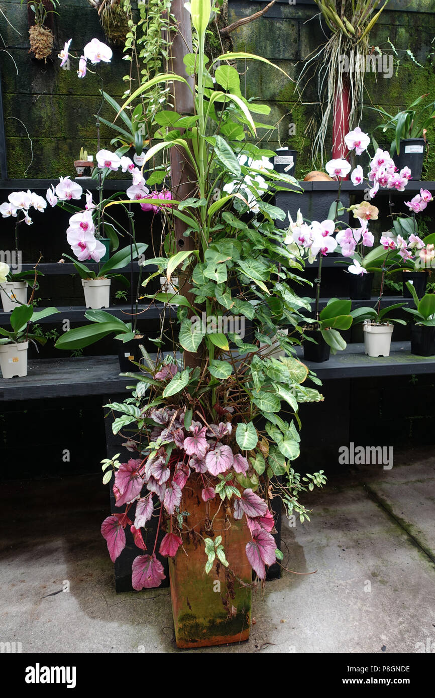 Collection of indoor plants growing together for display Stock Photo ...