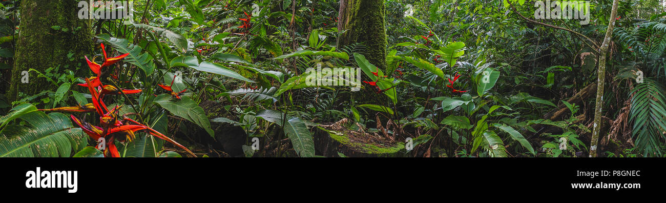 Costa Rica Rainforest panorama with flowers and plants Stock Photo - Alamy
