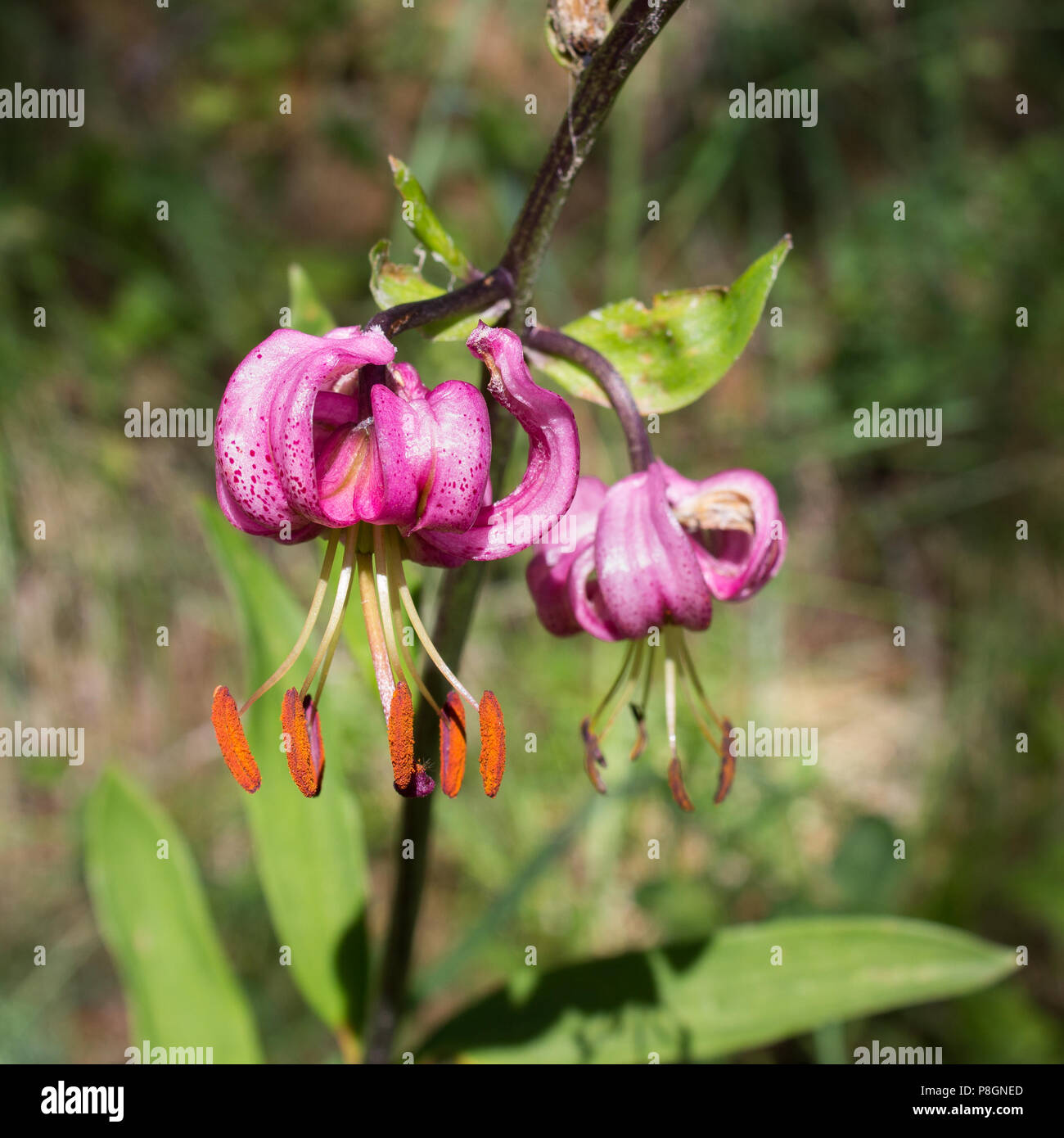 Alpine wild flower Lilium martagon (martagon lily or Turk's cap lily ...