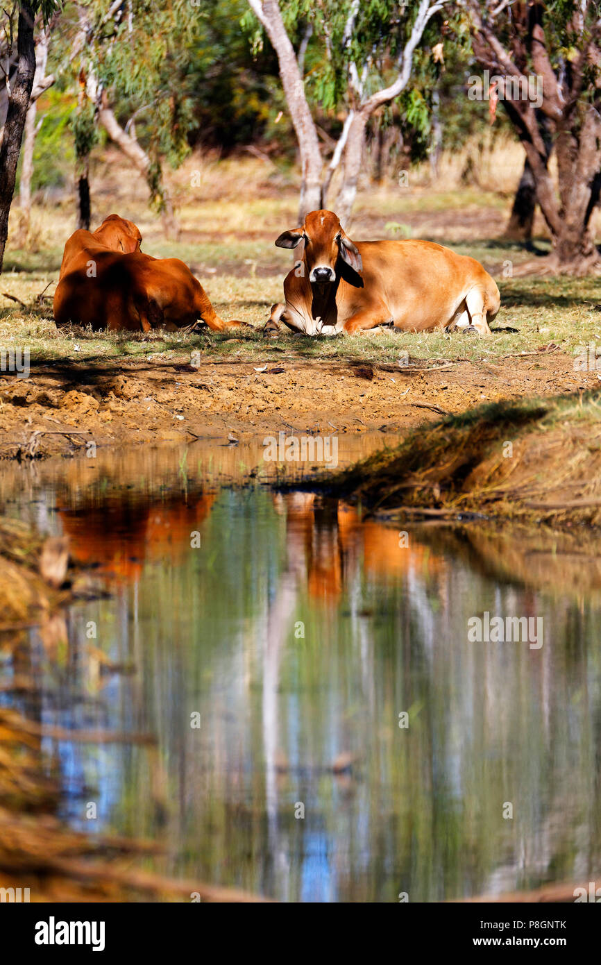 Indicus cattle hi-res stock photography and images - Alamy