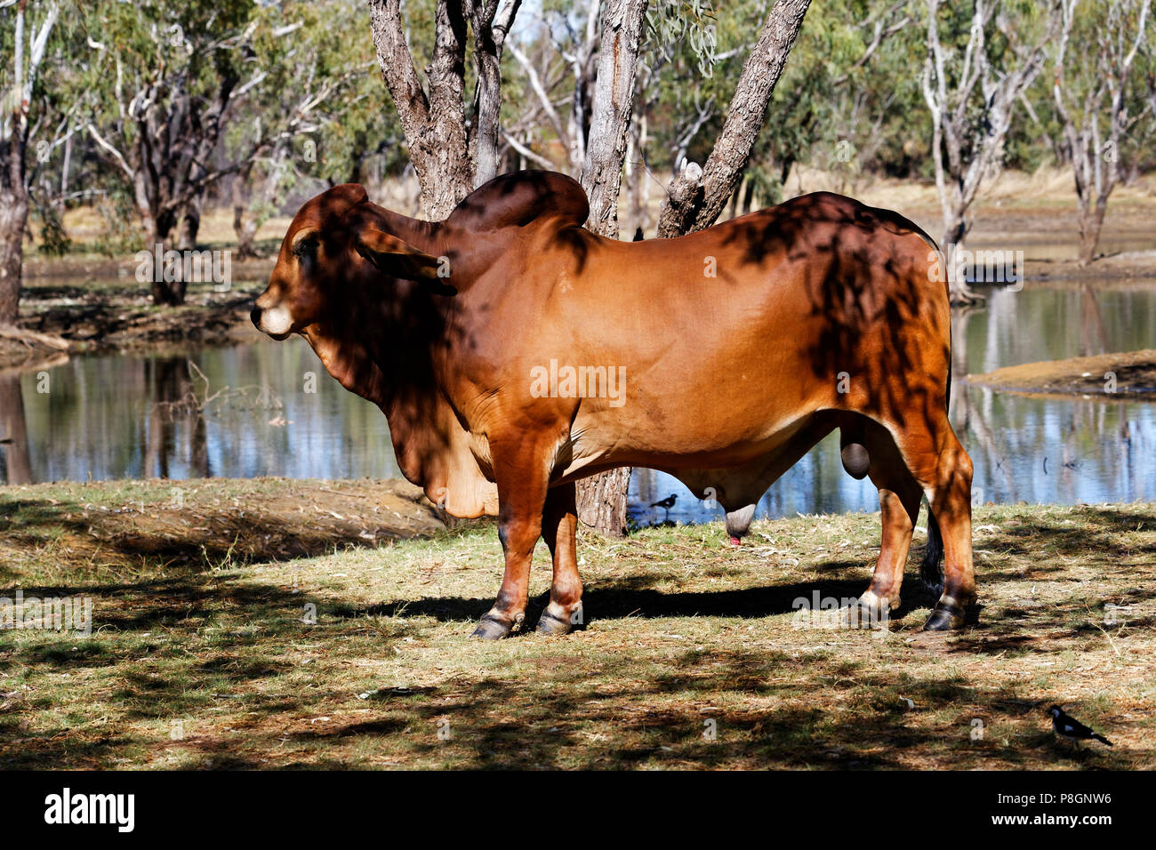 Humped Brahman breeding Bull, (Bos primigenius indicus), Australia ...