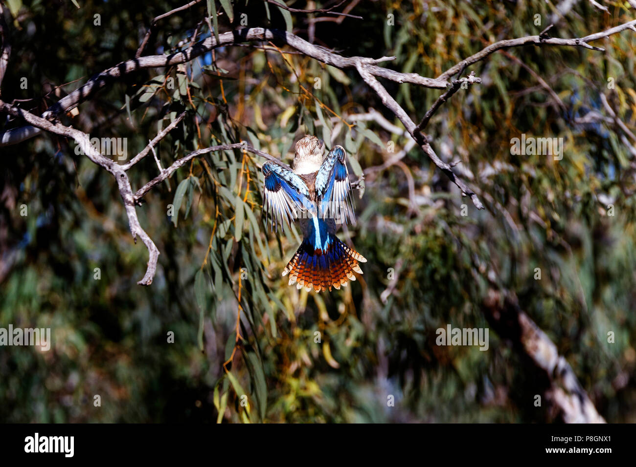 Kookaburra flying hi-res stock photography and images - Alamy