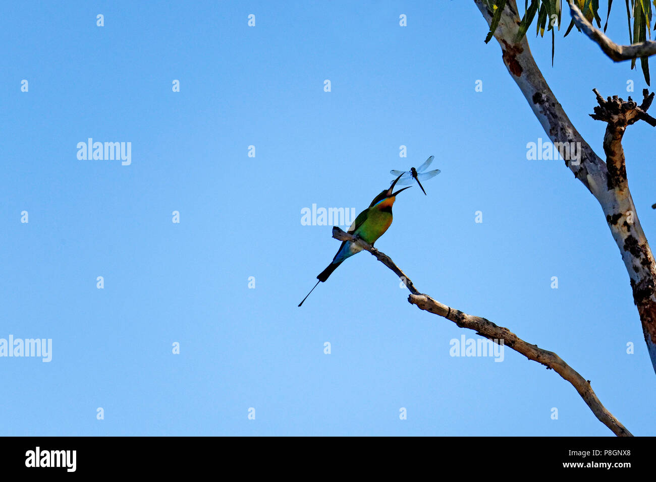 Bird catching insect hi-res stock photography and images - Alamy