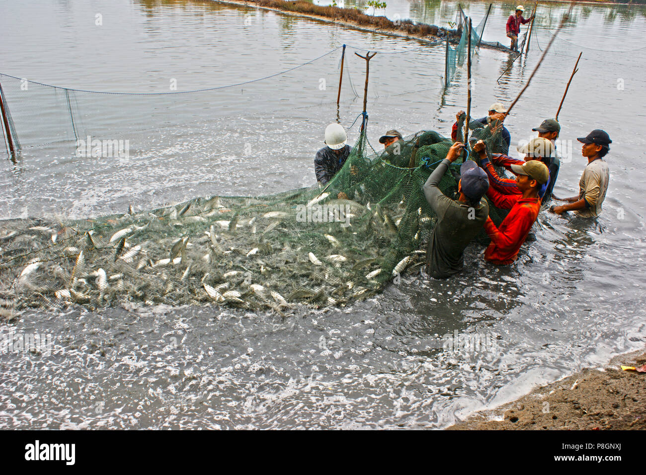Bandeng fish hi-res stock photography and images - Alamy