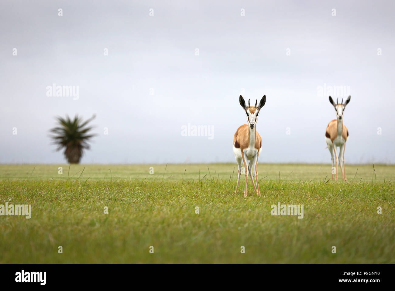 South africa rugby springboks hi-res stock photography and images - Alamy