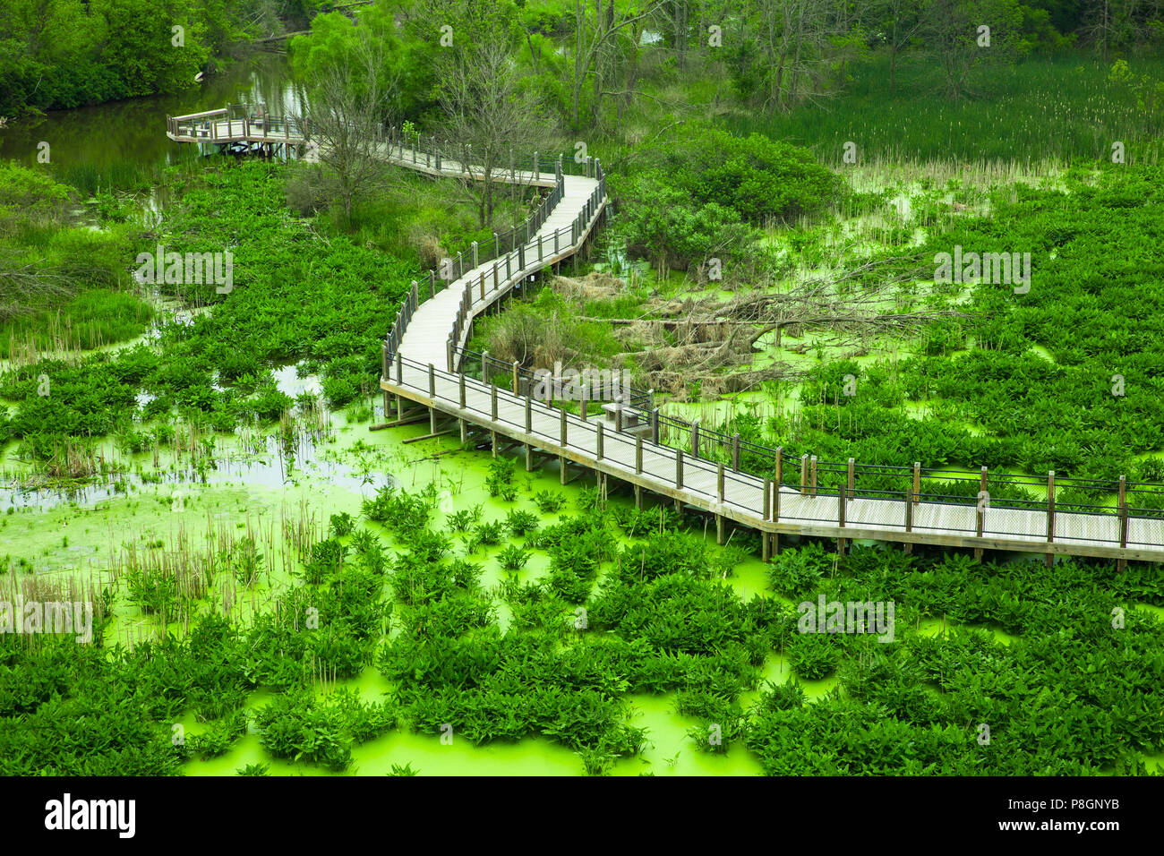 View of green wetland marsh with plants, walkway and algae seen from ...