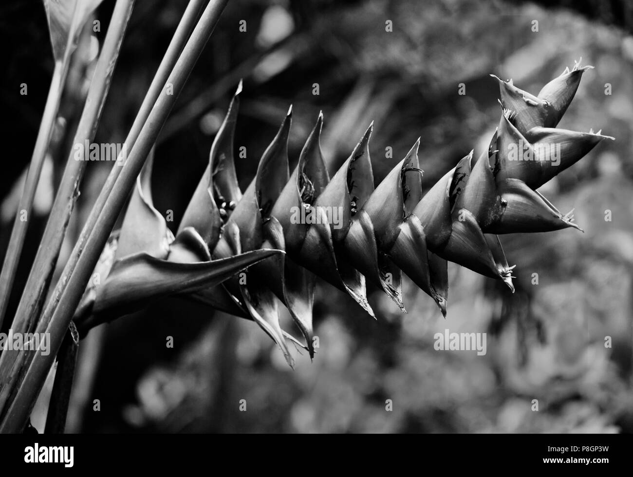 Exotic tropical plants bloom at the BOTANICAL GARDEN UBUD - BALI ...