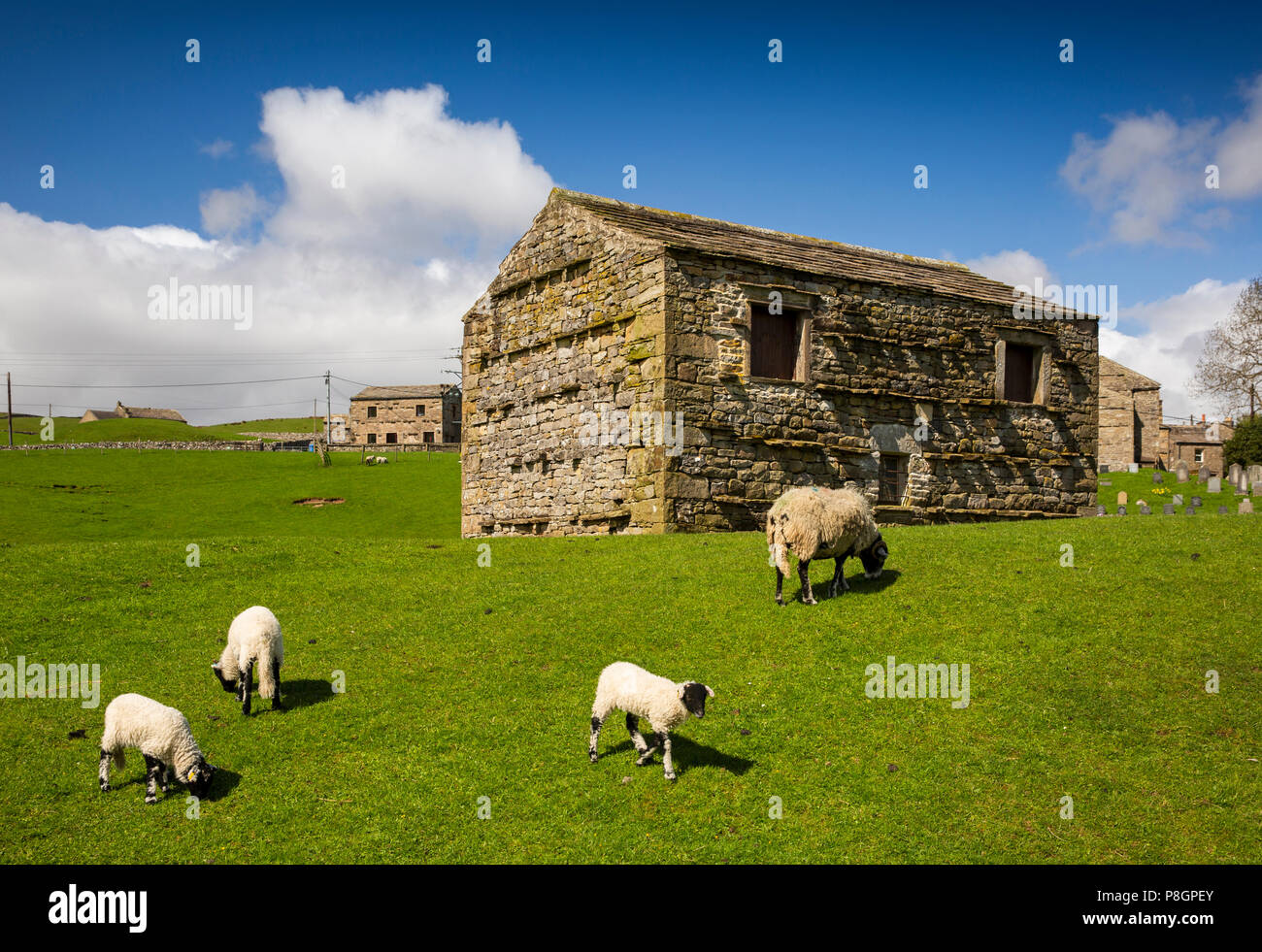 UK, England, Yorkshire, Swaledale, Keld, Myers Bottom, sheep grazing at ...